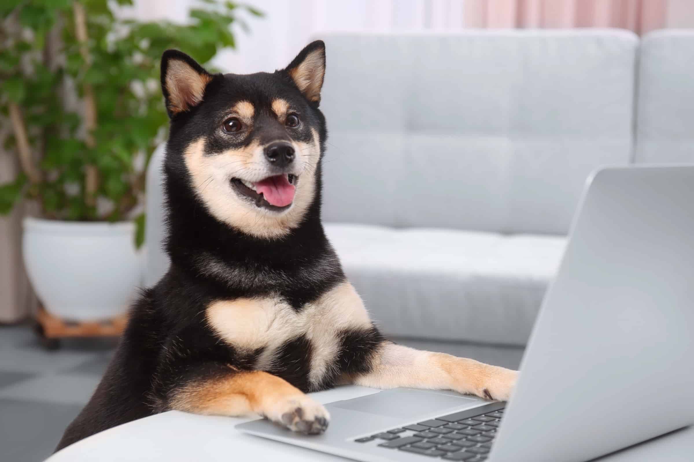 41 Tricolor Dog Breeds: Black, Brown & White (With Pictures!)