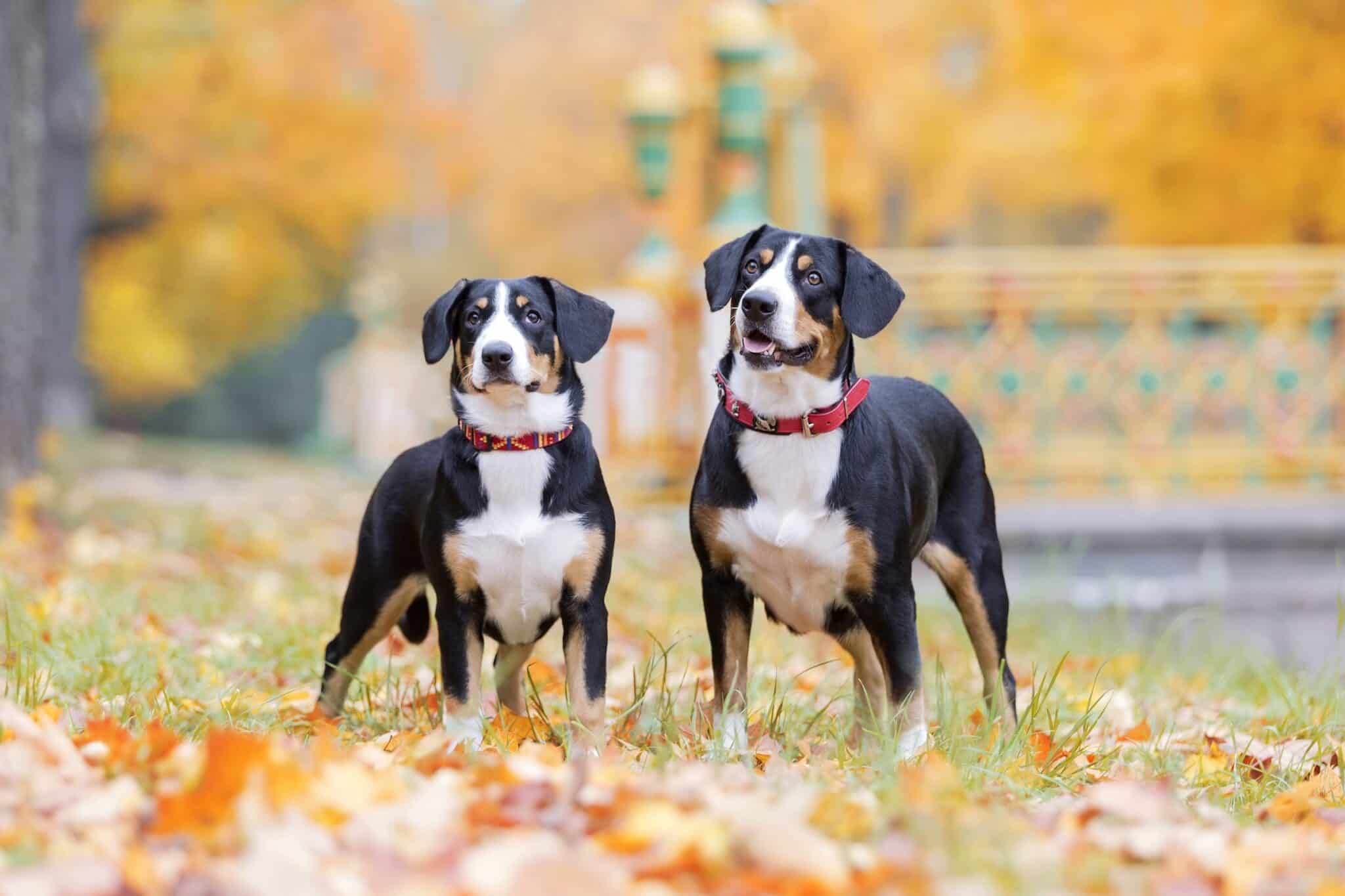 41 Tricolor Dog Breeds: Black, Brown & White (With Pictures!)