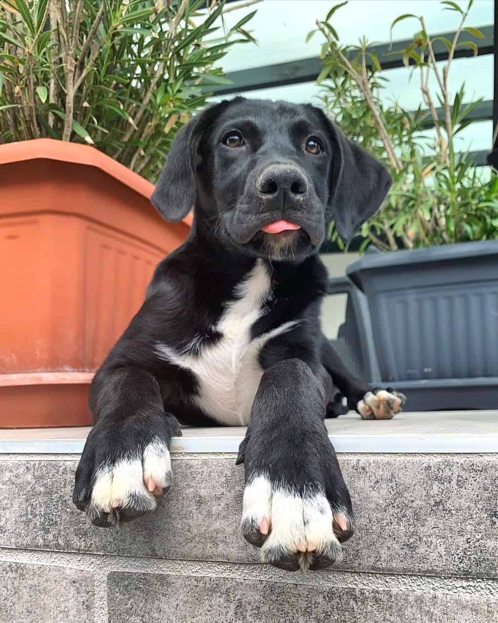 Border Collie Mixes: 43 Fascinating Crossbreeds You'll Love