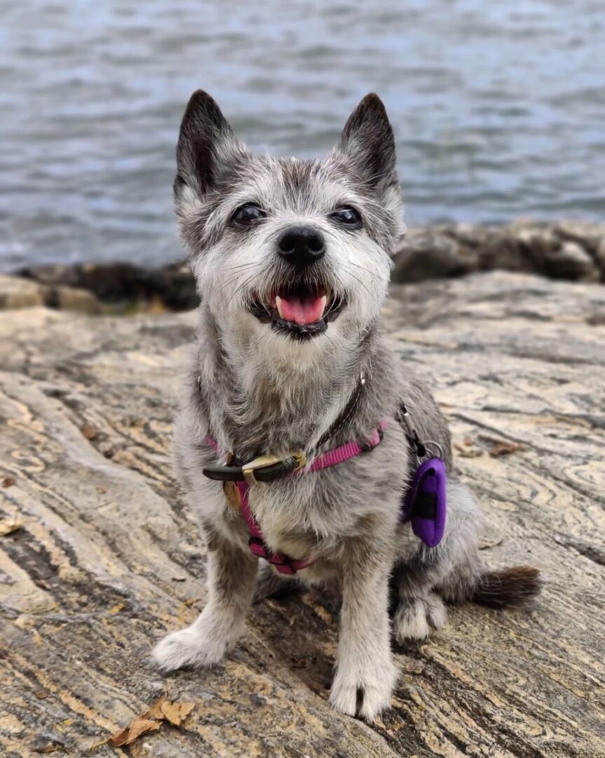Pomeranian Mixes: 45 Adorable Crossbreeds (With Pictures!)