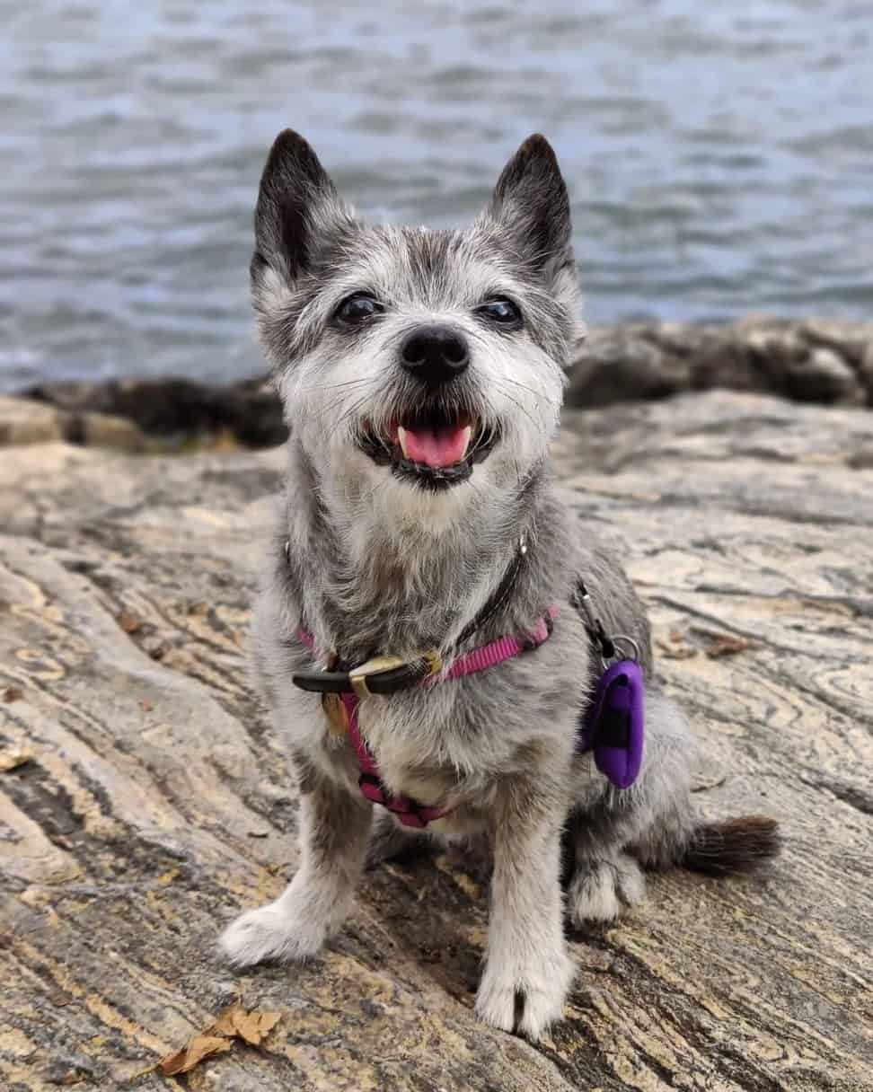 Pomeranian Mixes: 45 Adorable Crossbreeds (With Pictures!)