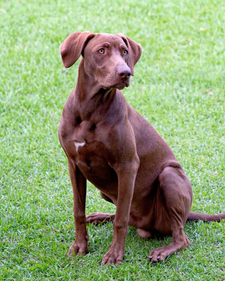 Labrador Retriever Mixes: 57 Lab Crossbreeds (With Pictures!)