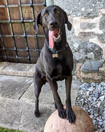 German Shepherd Mixes: 40 Gorgeous GSD Crossbreeds!