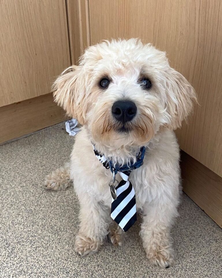 Poodle Mixes: 61 Different Doodle Mixed Breeds (With Pictures)