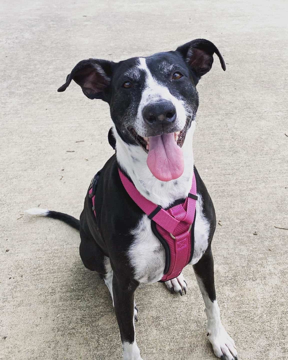 Doberman Mixes: 45 Different Doberman Pinscher Crossbreeds