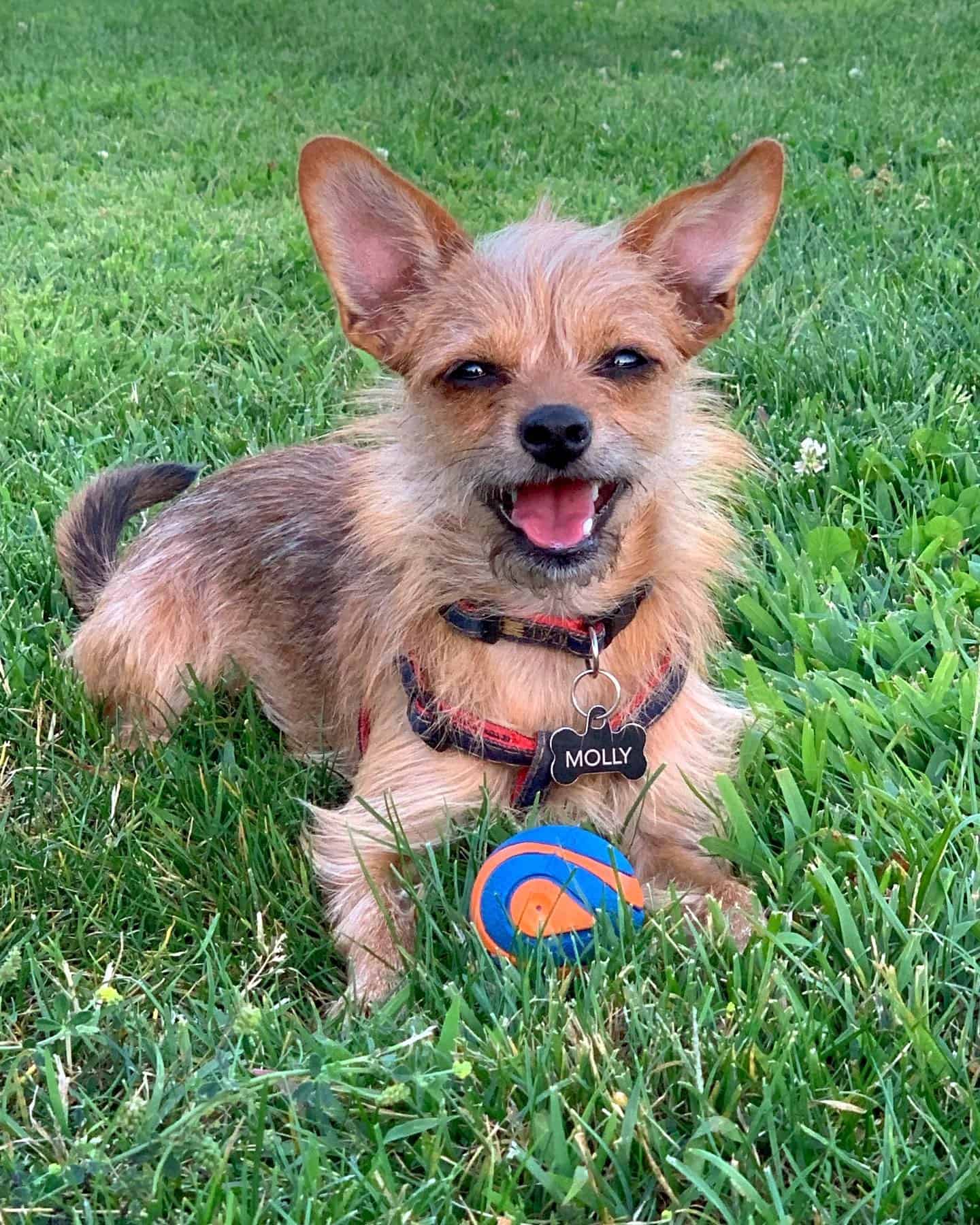 Chihuahua Mixes: 53 Cutest Crossbreeds You'll Want to Adopt!