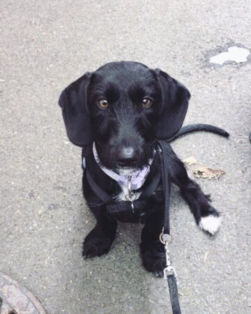 Dachshund Mixes: 46 Adorable Doxie Crossbreeds You'll Love!