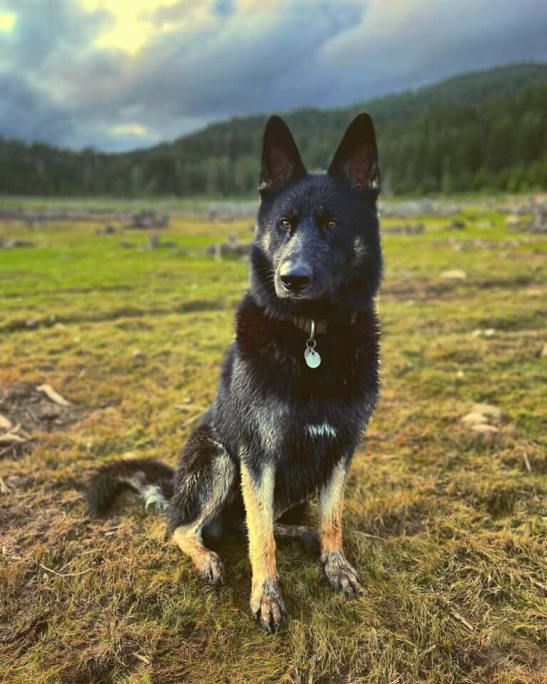 German Shepherd Mixes: 40 Gorgeous GSD Crossbreeds!
