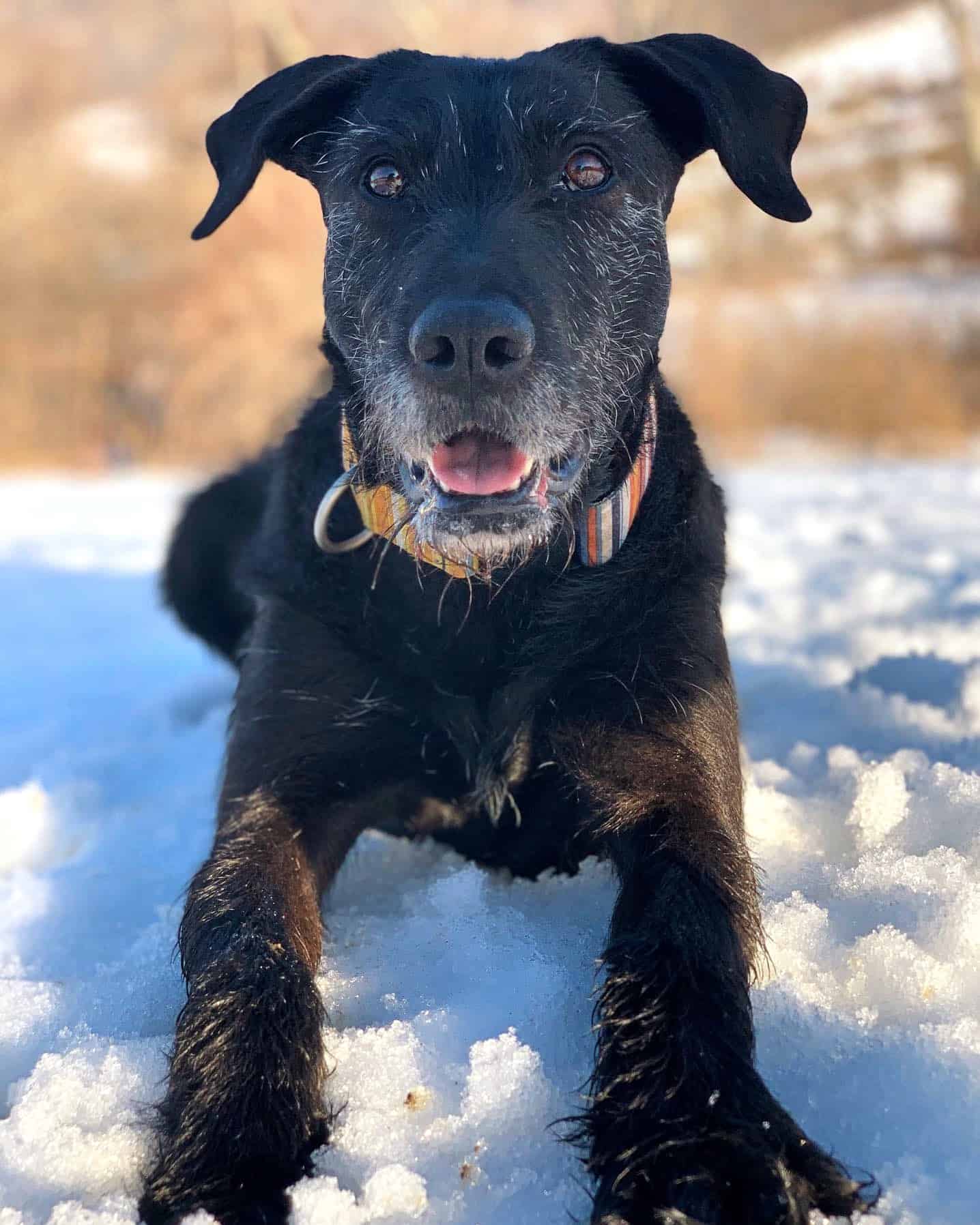 Doberman Mixes: 45 Different Doberman Pinscher Crossbreeds