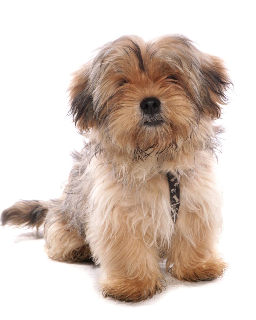 Pomeranian Mixes: 45 Adorable Crossbreeds (With Pictures!)