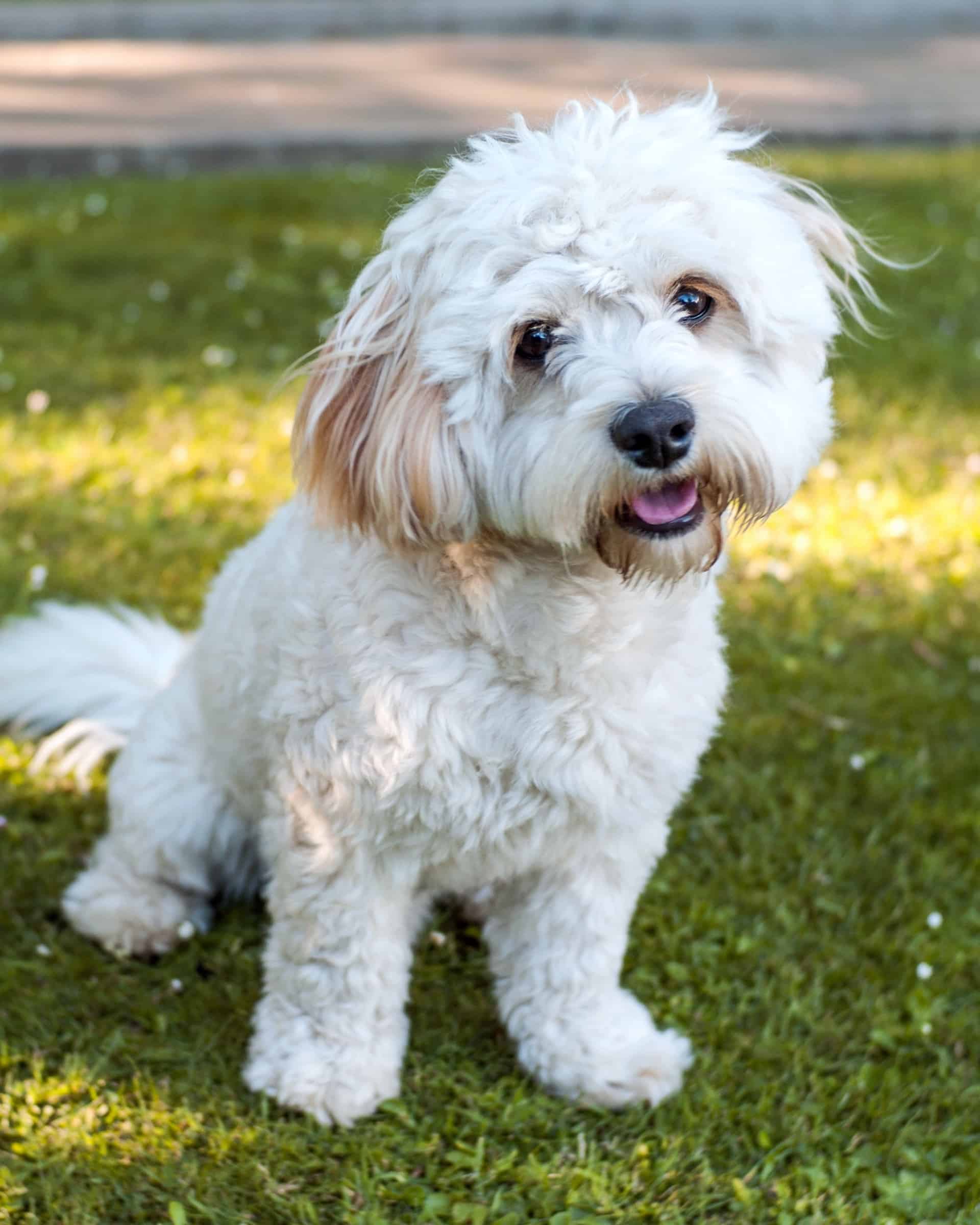 Bichon Frise Mixes: 34 Fluffy Crossbreeds You'll Want to Cuddle