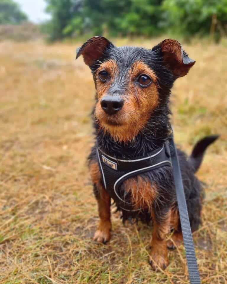 Yorkie Mixes: 40 Cutest Yorkshire Terrier Mixes (With Pictures)