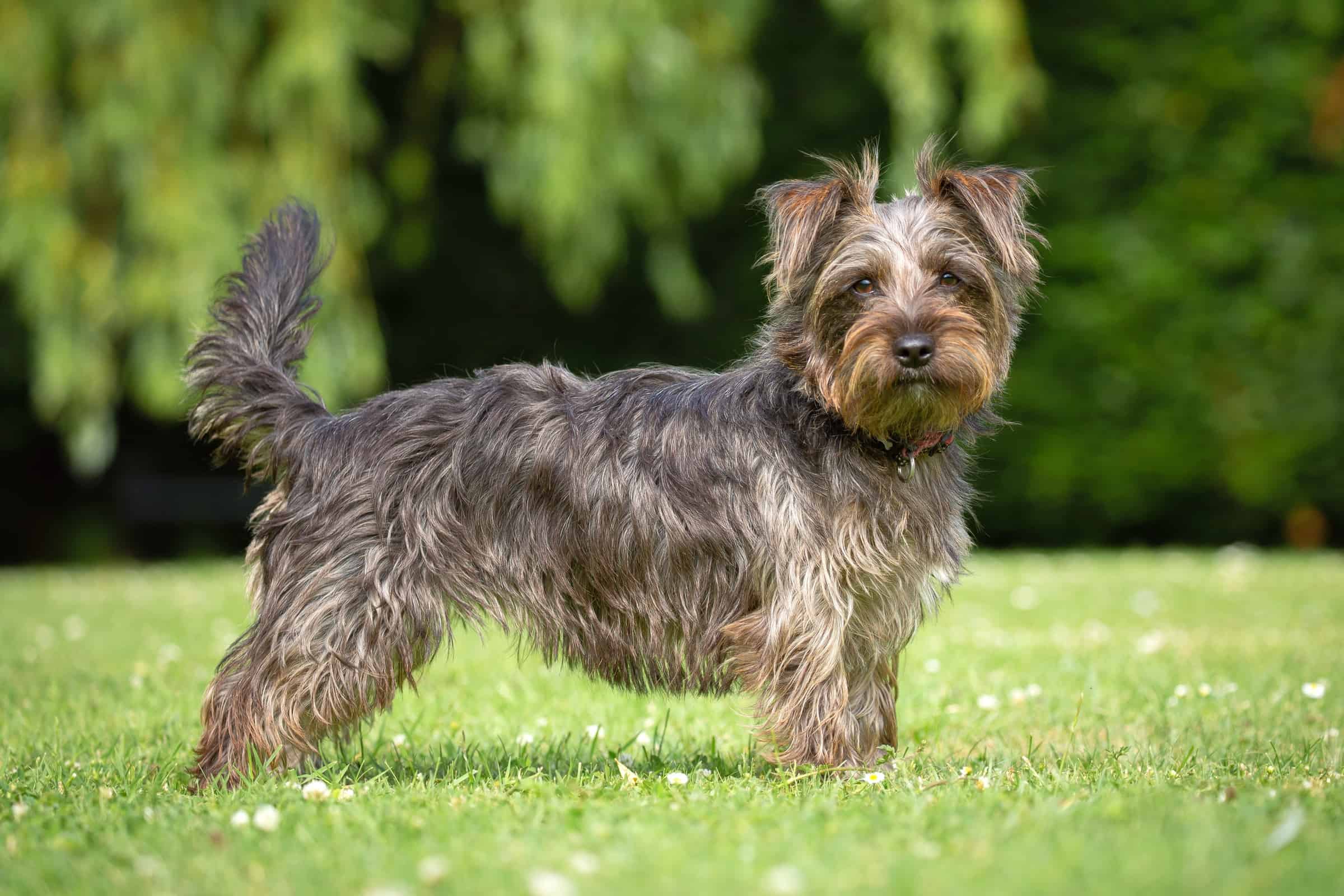Yorkie Mixes: 40 Cutest Yorkshire Terrier Mixes (With Pictures)