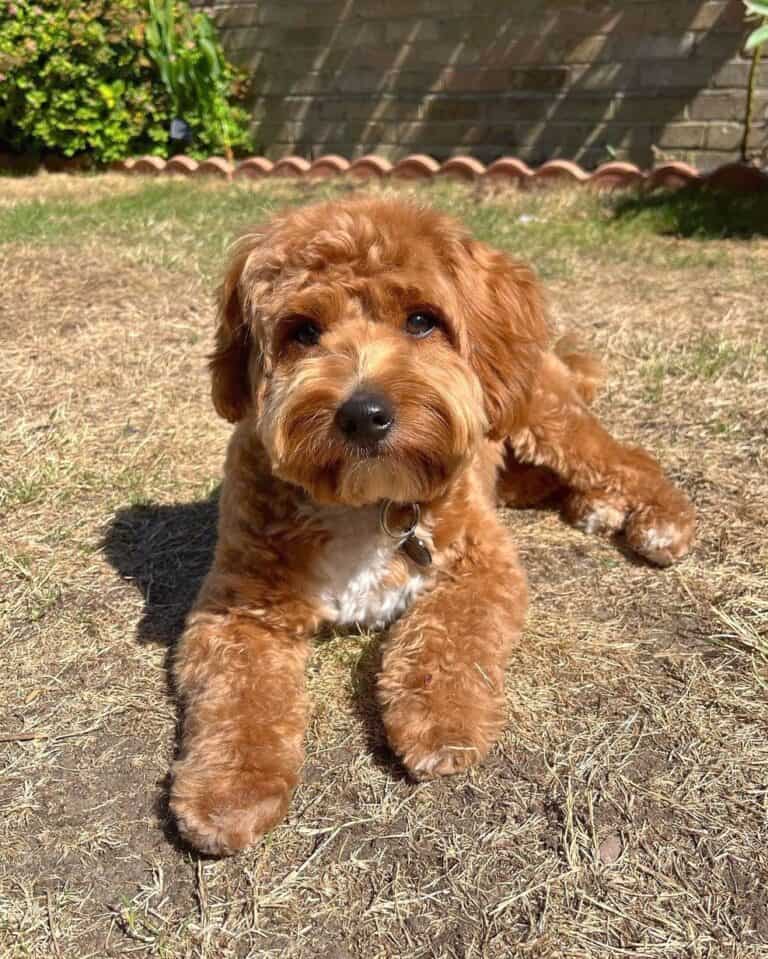 Poodle Mixes: 61 Different Doodle Mixed Breeds (With Pictures)