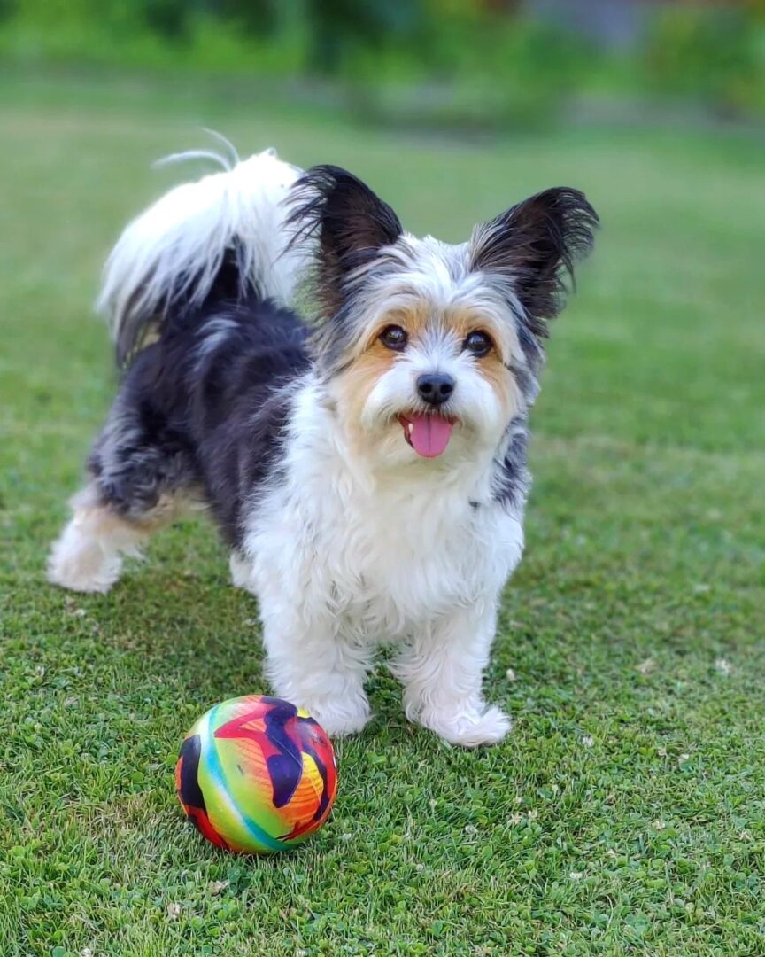 Yorkie Mixes: 40 Cutest Yorkshire Terrier Mixes (With Pictures)
