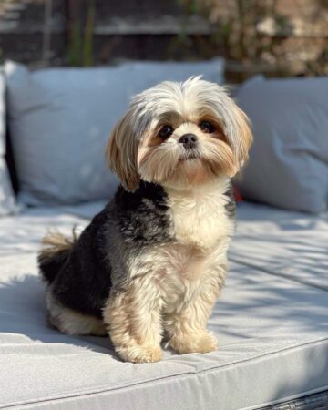 Yorkie Mixes: 40 Cutest Yorkshire Terrier Mixes (With Pictures)