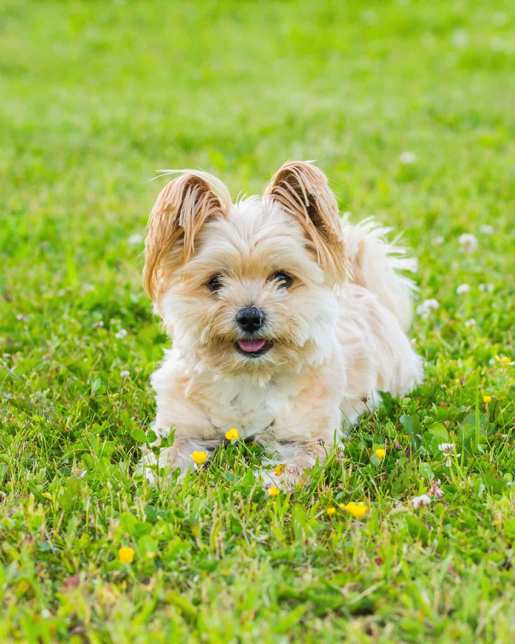 Yorkie Mixes: 40 Cutest Yorkshire Terrier Mixes (With Pictures)