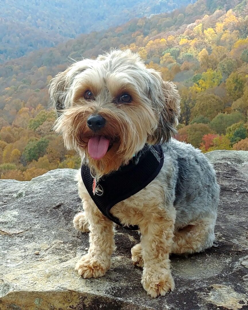 Yorkie Mixes: 40 Cutest Yorkshire Terrier Mixes (With Pictures)
