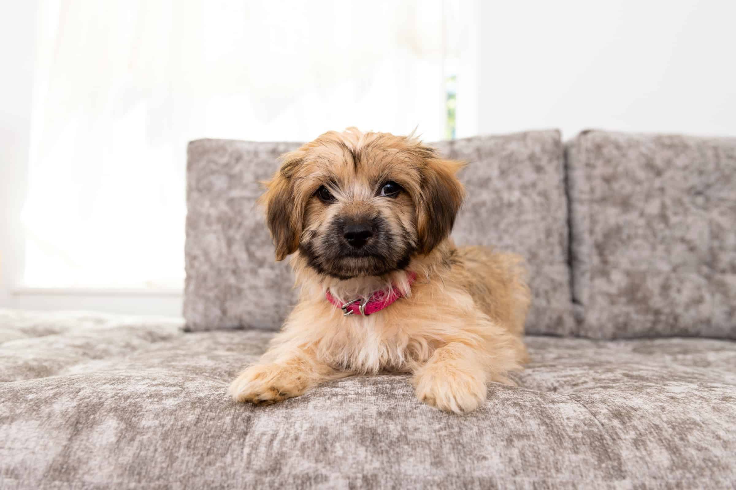Yorkie Mixes: 40 Cutest Yorkshire Terrier Mixes (With Pictures)
