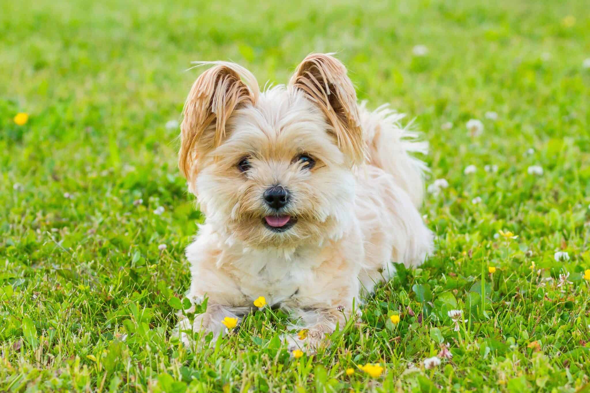 Yorkie Mixes: 40 Cutest Yorkshire Terrier Mixes (With Pictures)