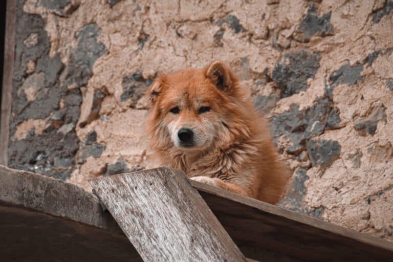 Hmong Dog: A Complete Guide to the "Cat Dog Hybrid"