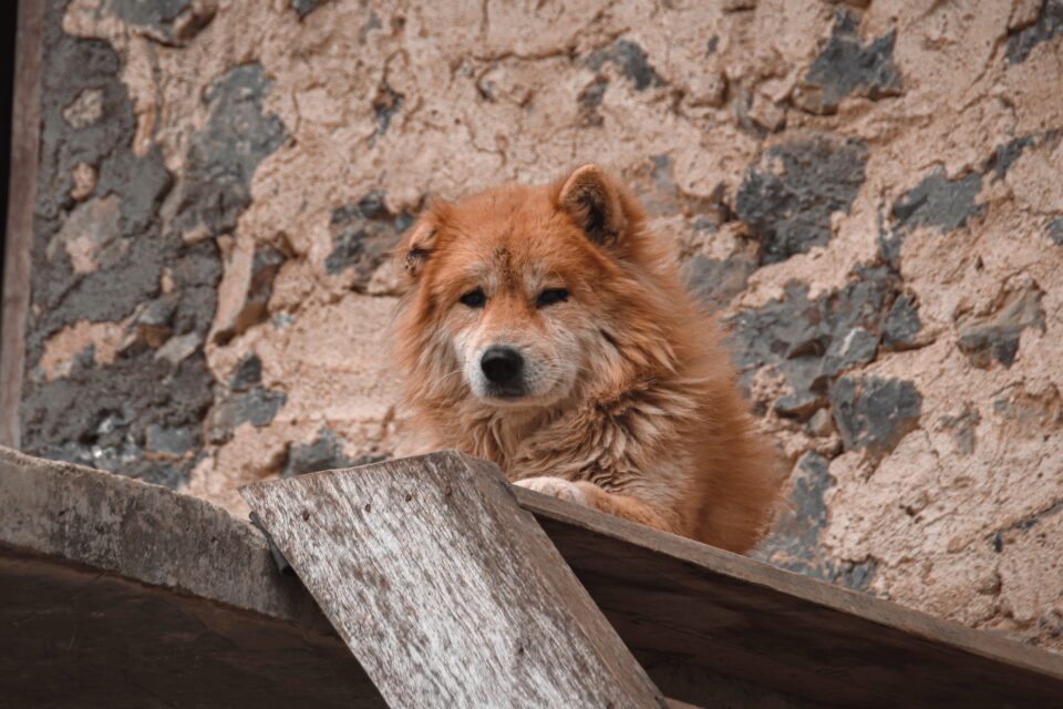 Hmong Dog: A Complete Guide to the "Cat Dog Hybrid"