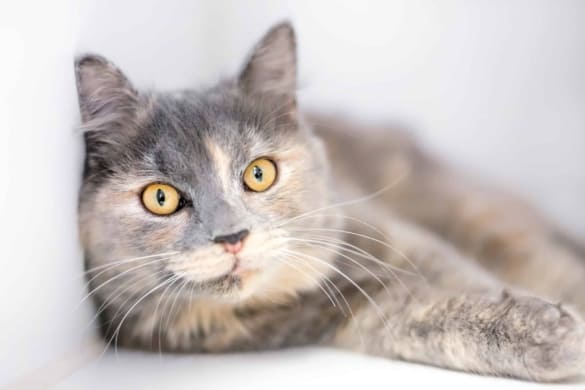 Dilute Tortie Cat: Facts, Genetics, Health & FAQs