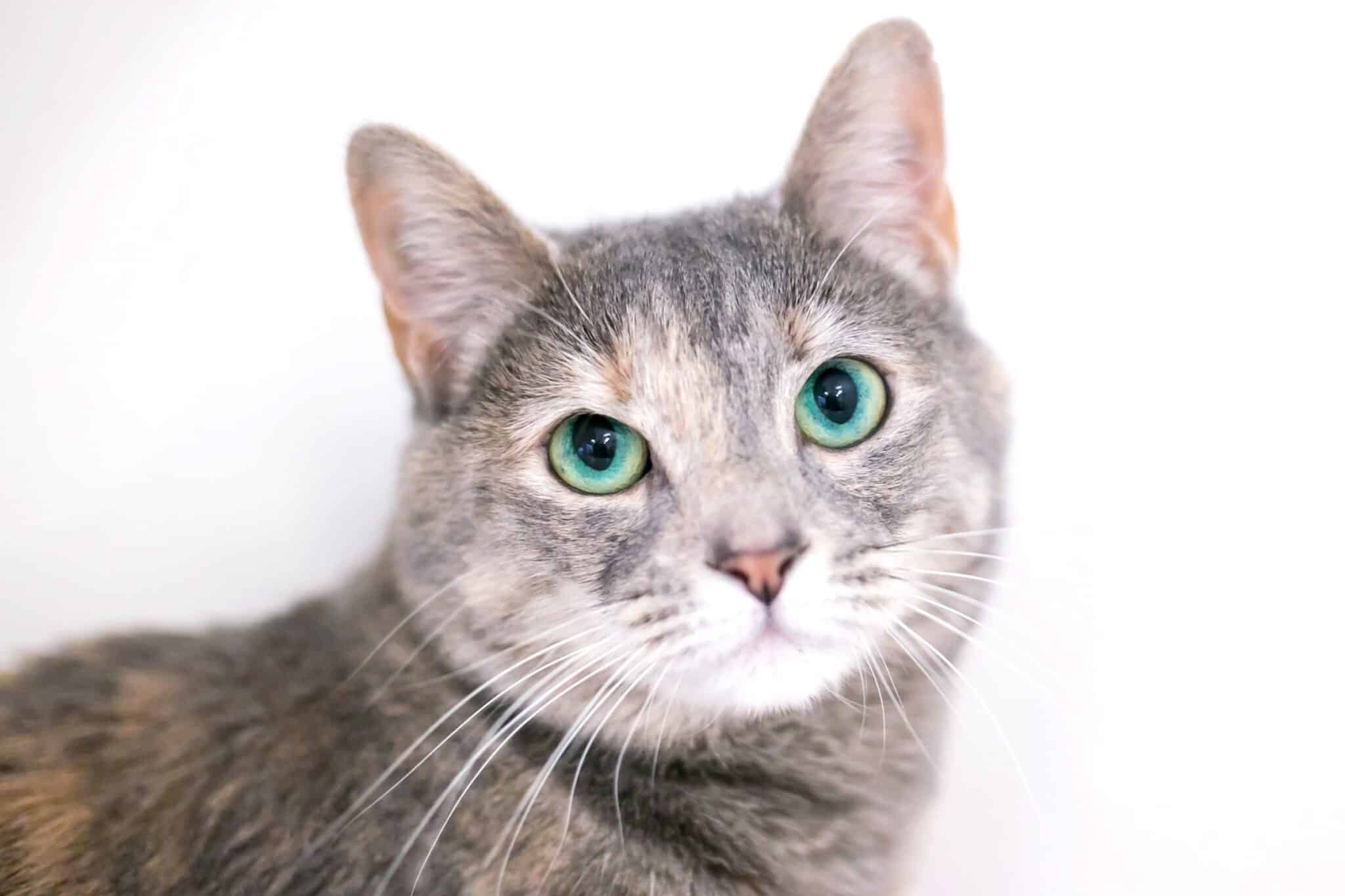 Dilute Tortie Cat: Facts, Genetics, Health & FAQs