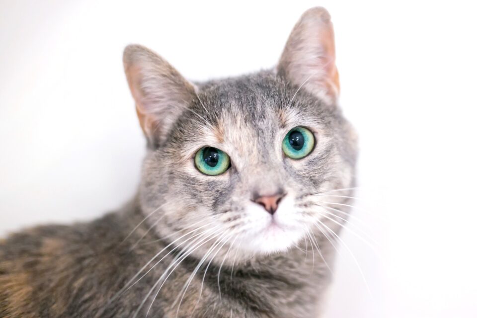 Dilute Tortie Cat: Facts, Genetics, Health & FAQs