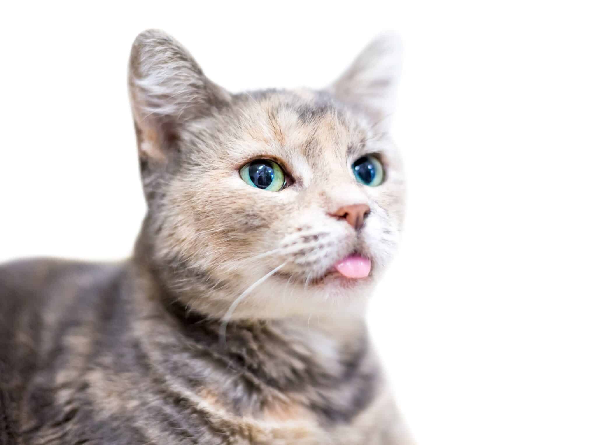 Dilute Tortie Cat: Facts, Genetics, Health & FAQs