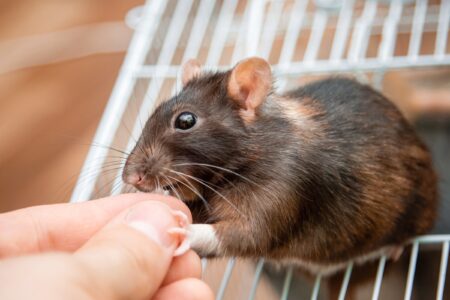Dumbo Rat: Facts, Behavior, Prices & Care