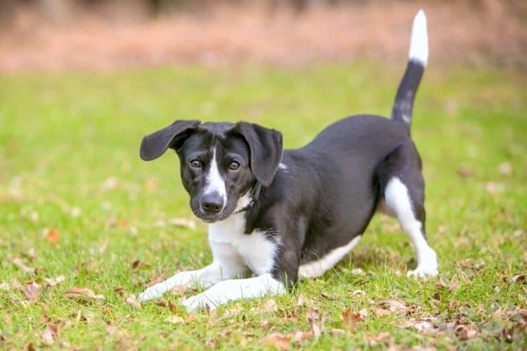 Dog Tail Between Legs: Top 9 Reasons & What to Do