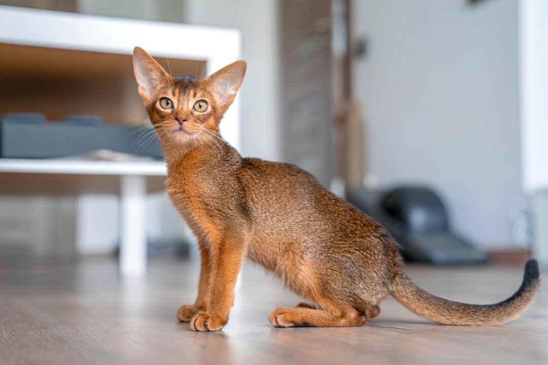 12 Awesome Cat Breeds With Big Noses (With Pictures)