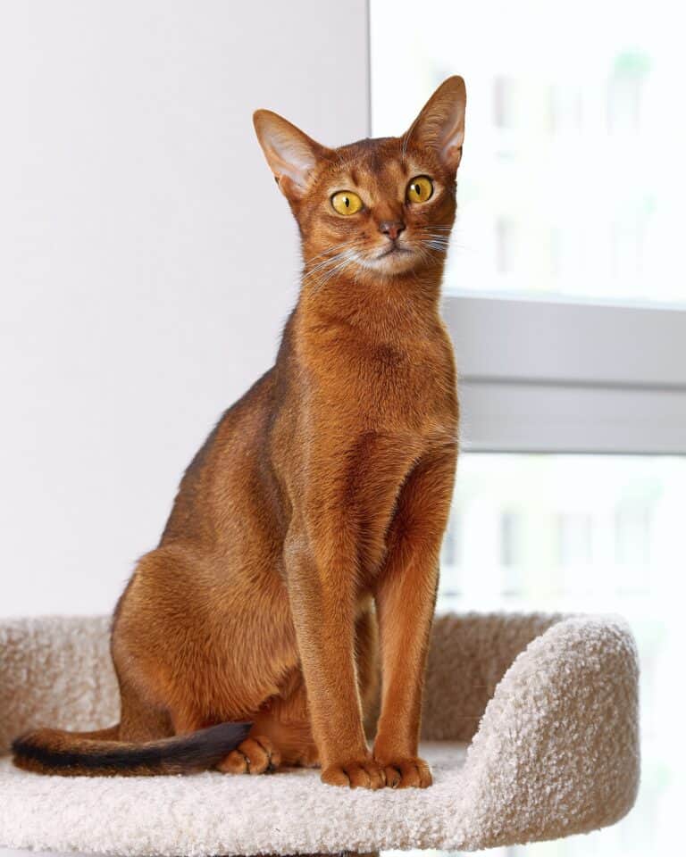 Top 13 Cat Breeds With Very Long Legs (With Pictures & Facts)