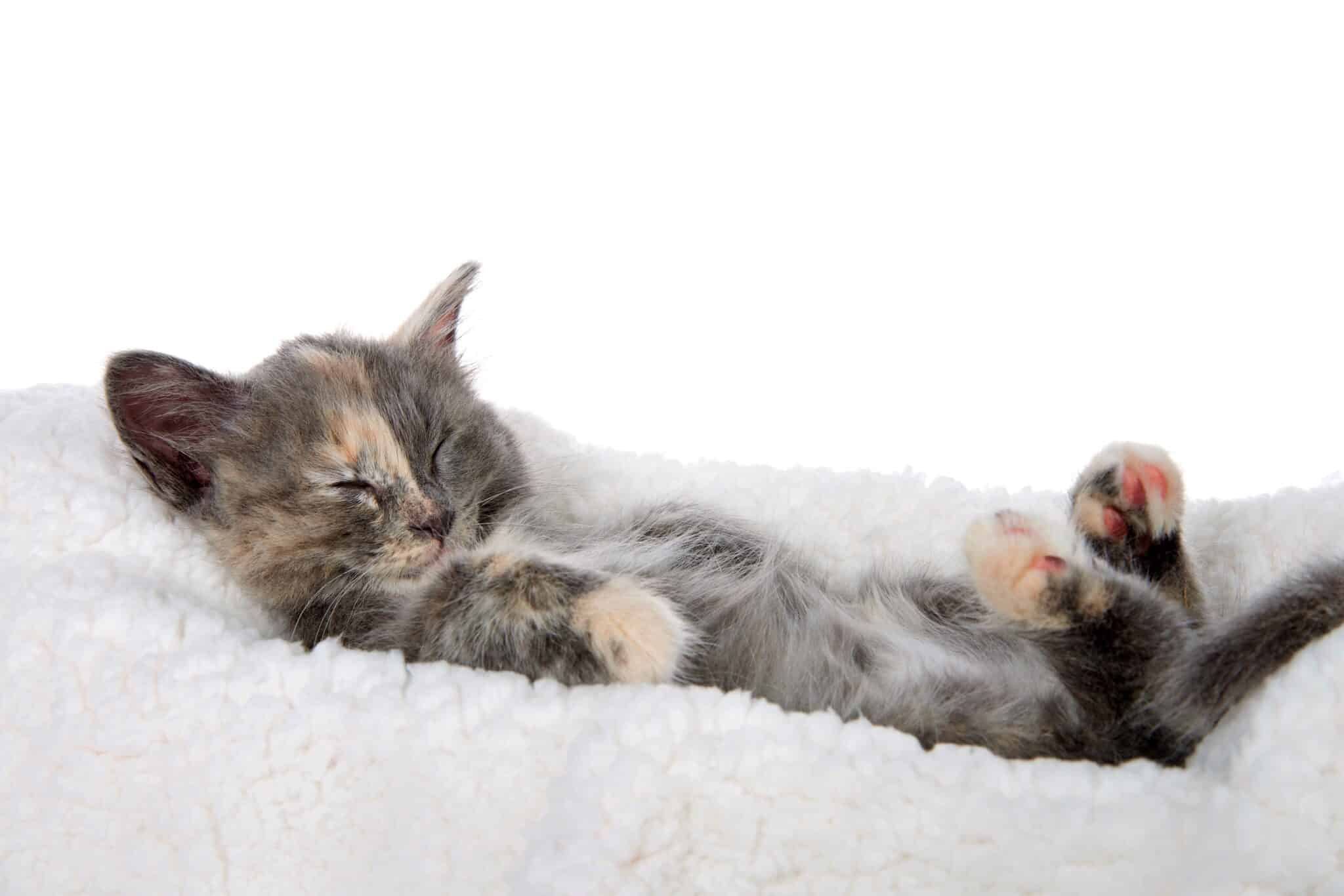 Dilute Tortie Cat: Facts, Genetics, Health & FAQs