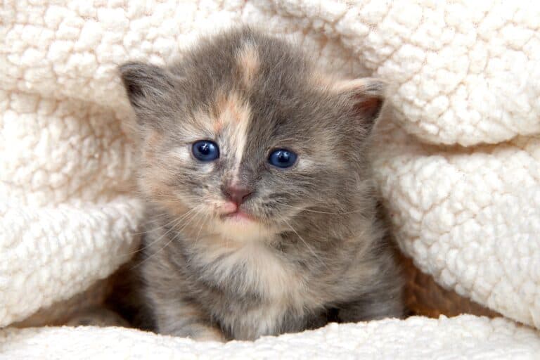 Dilute Tortie Cat: Facts, Genetics, Health & FAQs