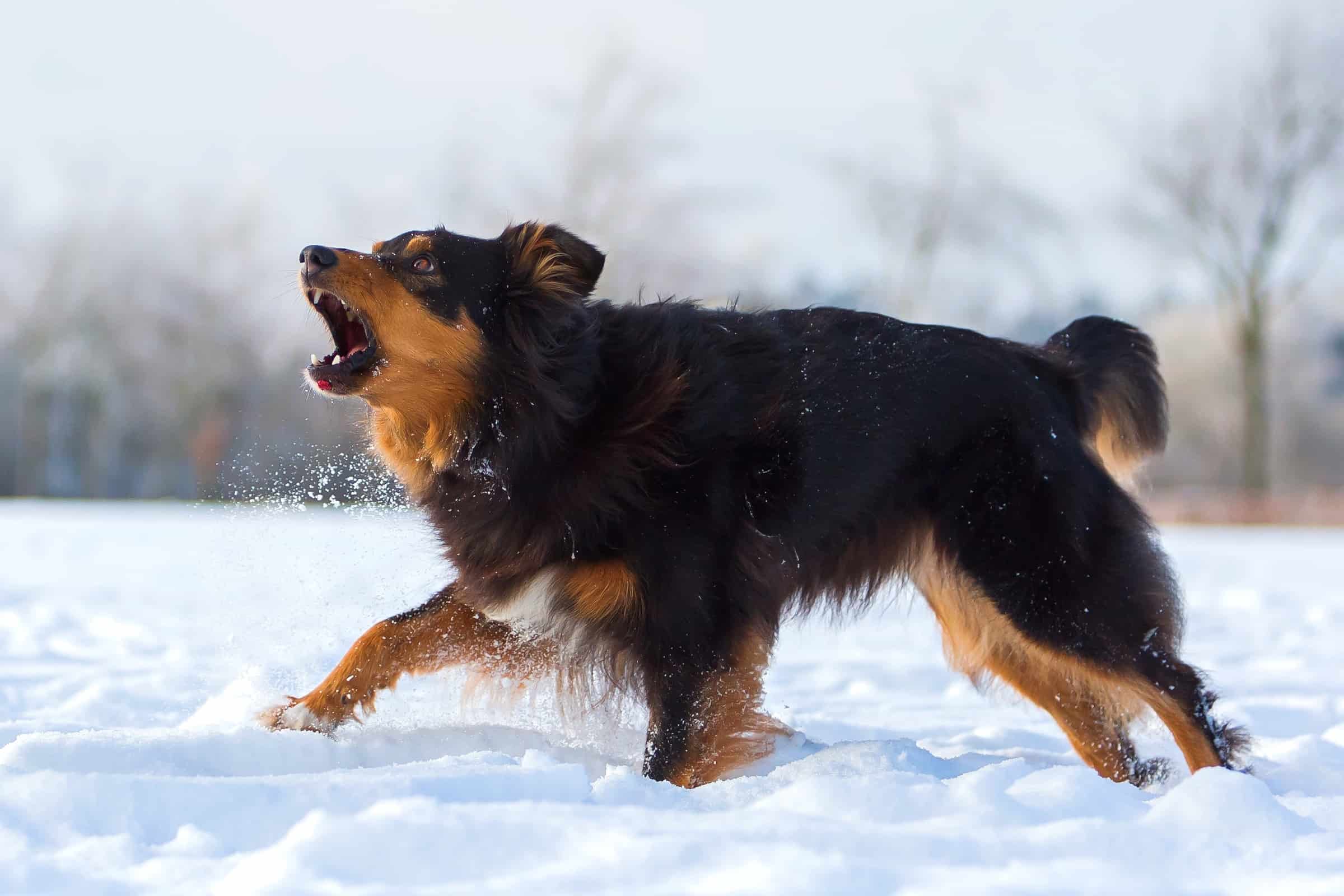 Are Australian Shepherds Aggressive? (& How to Stop Aggression ...