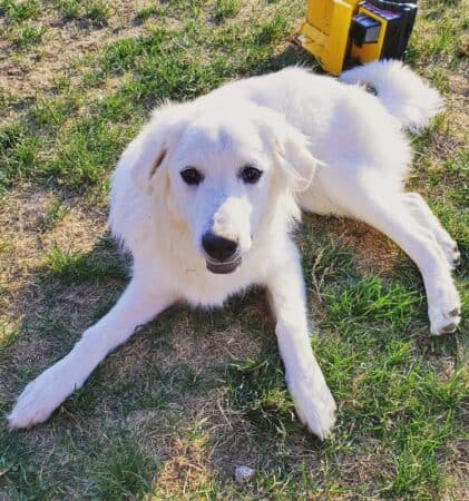 27 Beautiful Great Pyrenees Mixes (With Pictures) - Bubbly Pet