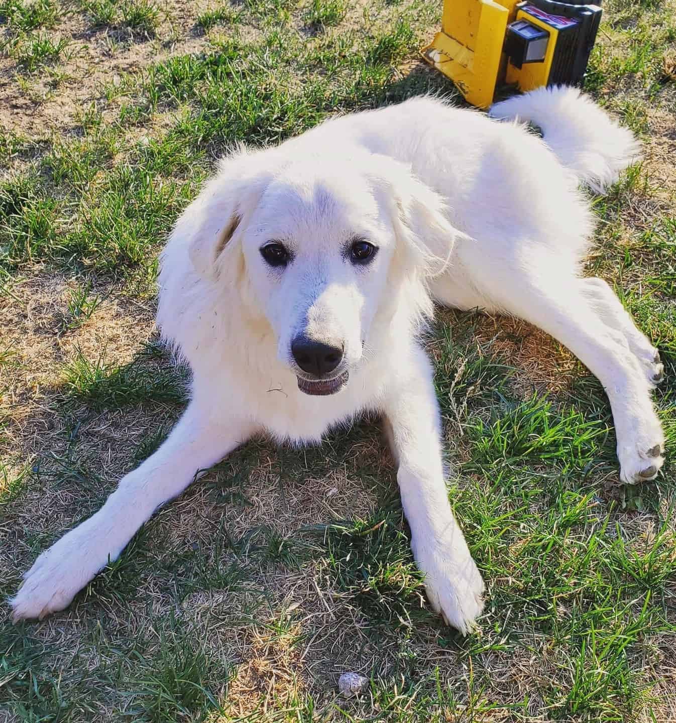 27 Beautiful Great Pyrenees Mixes (With Pictures) - Bubbly Pet