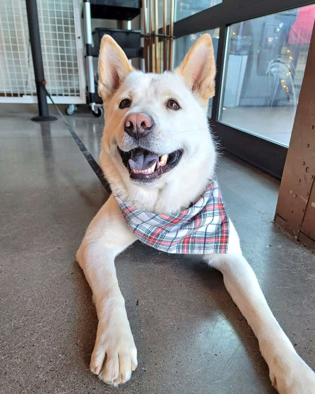 Chow Chow Mixes: 28 Different Chow Hybrids (With Pictures)