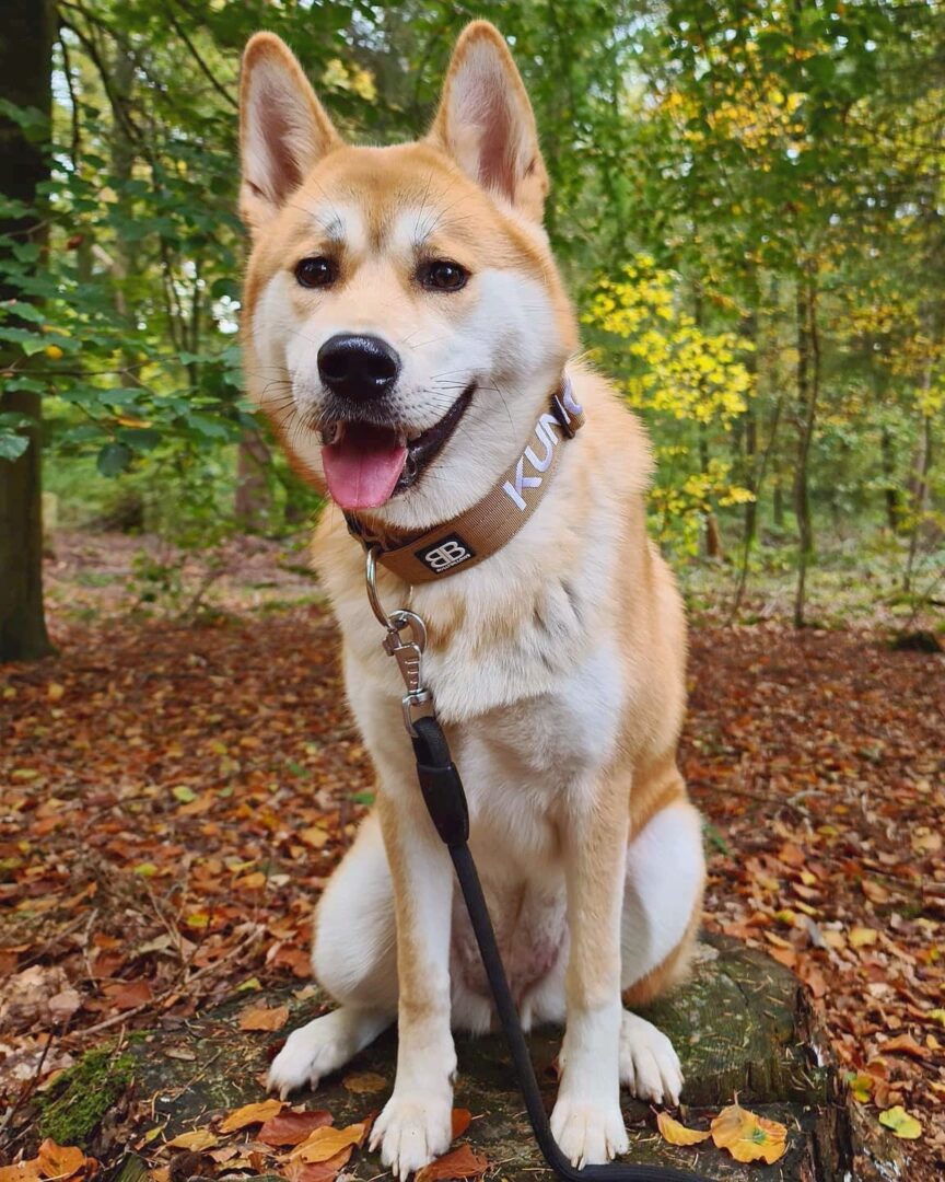 Akita Mixes: 38 Unique Akita Crossbreeds (With Pictures)