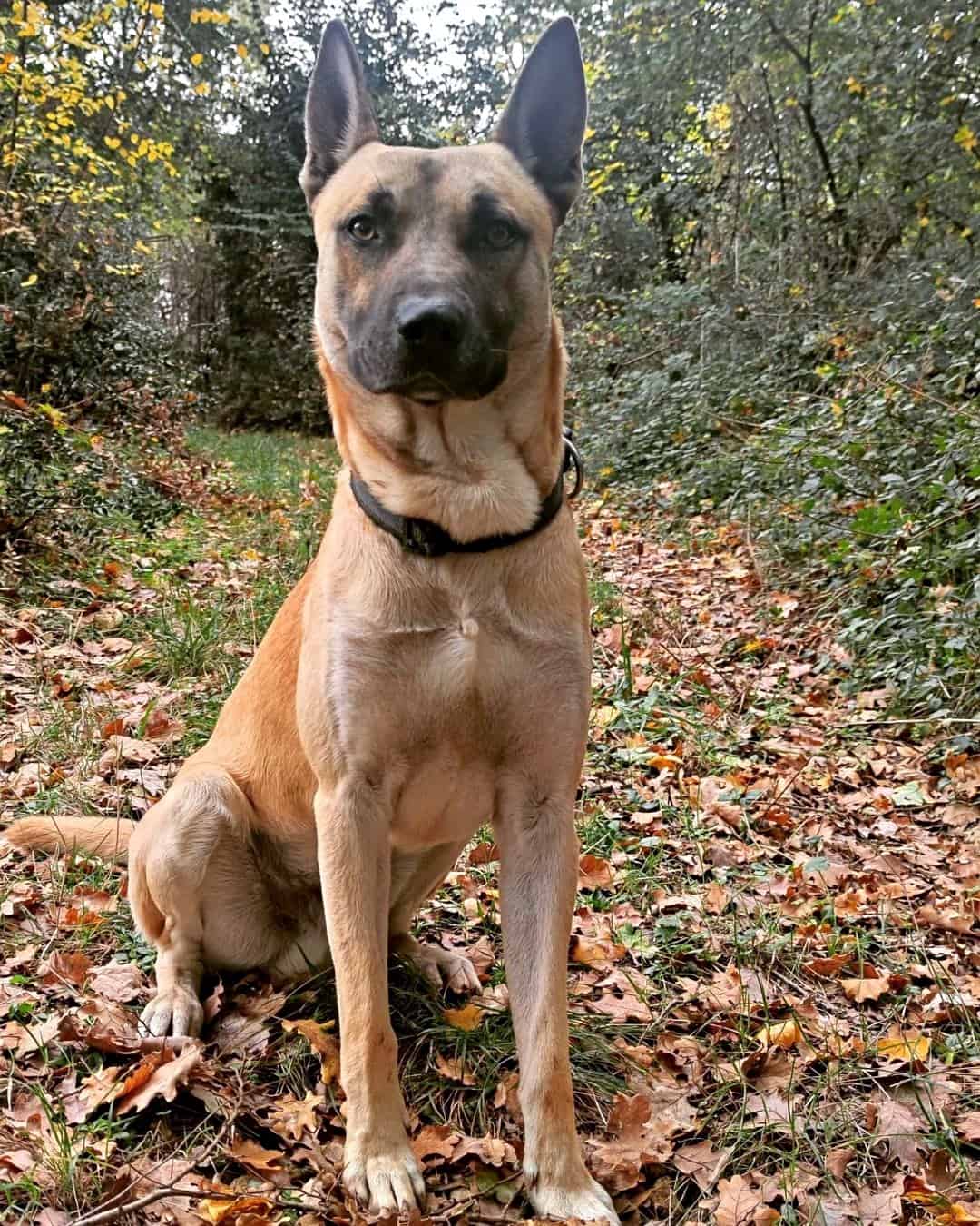 Belgian Malinois Mixes: 22 Unique Crossbreeds (With Pictures)
