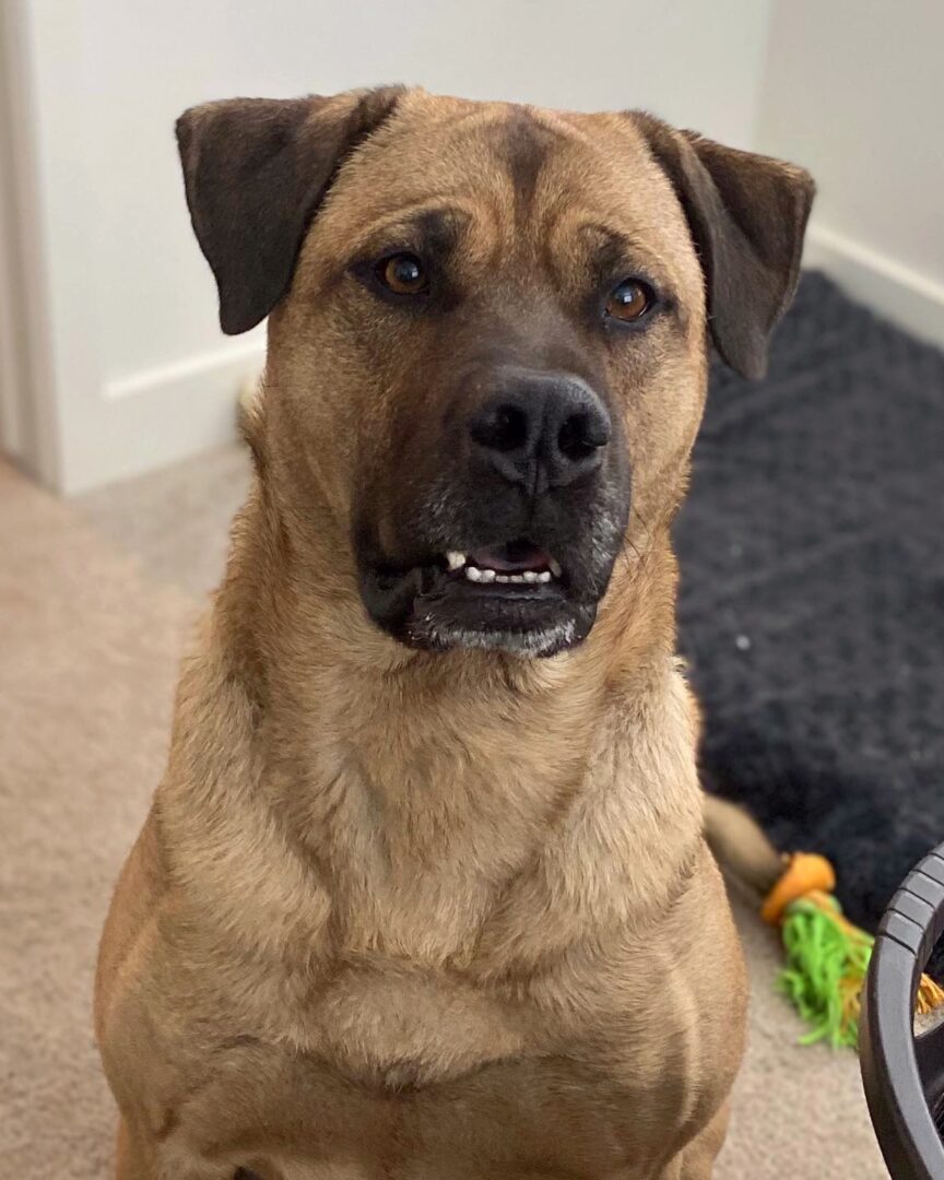 Akita Mixes: 38 Unique Akita Crossbreeds (With Pictures)