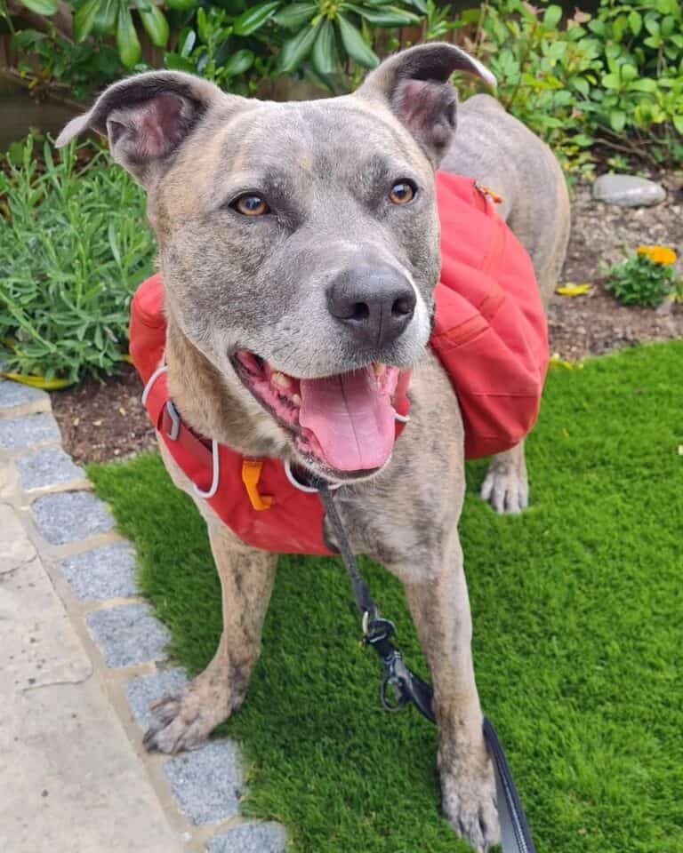 62 Pitbull Mixes That Will Make Your Day (With Pictures)