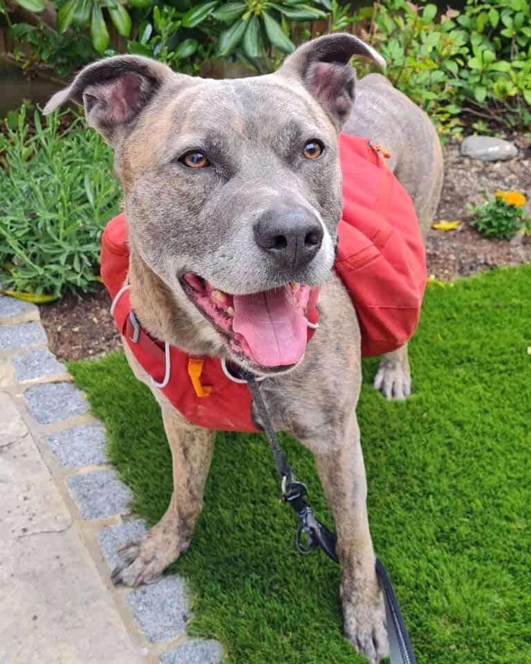 Akita Mixes: 38 Unique Akita Crossbreeds (With Pictures)