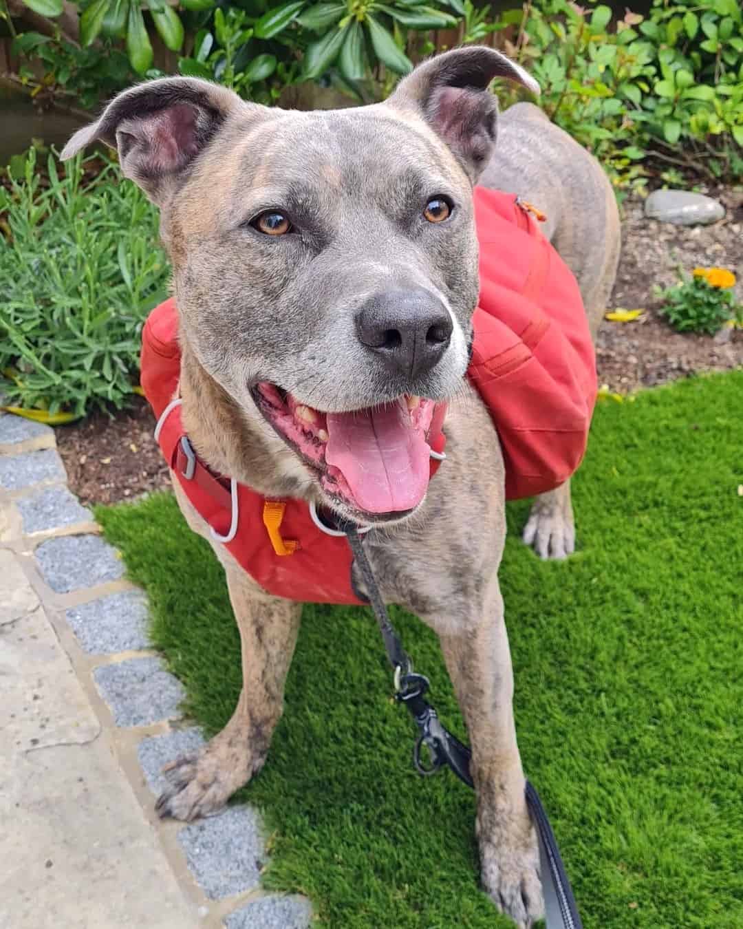 Akita Mixes: 38 Unique Akita Crossbreeds (With Pictures)