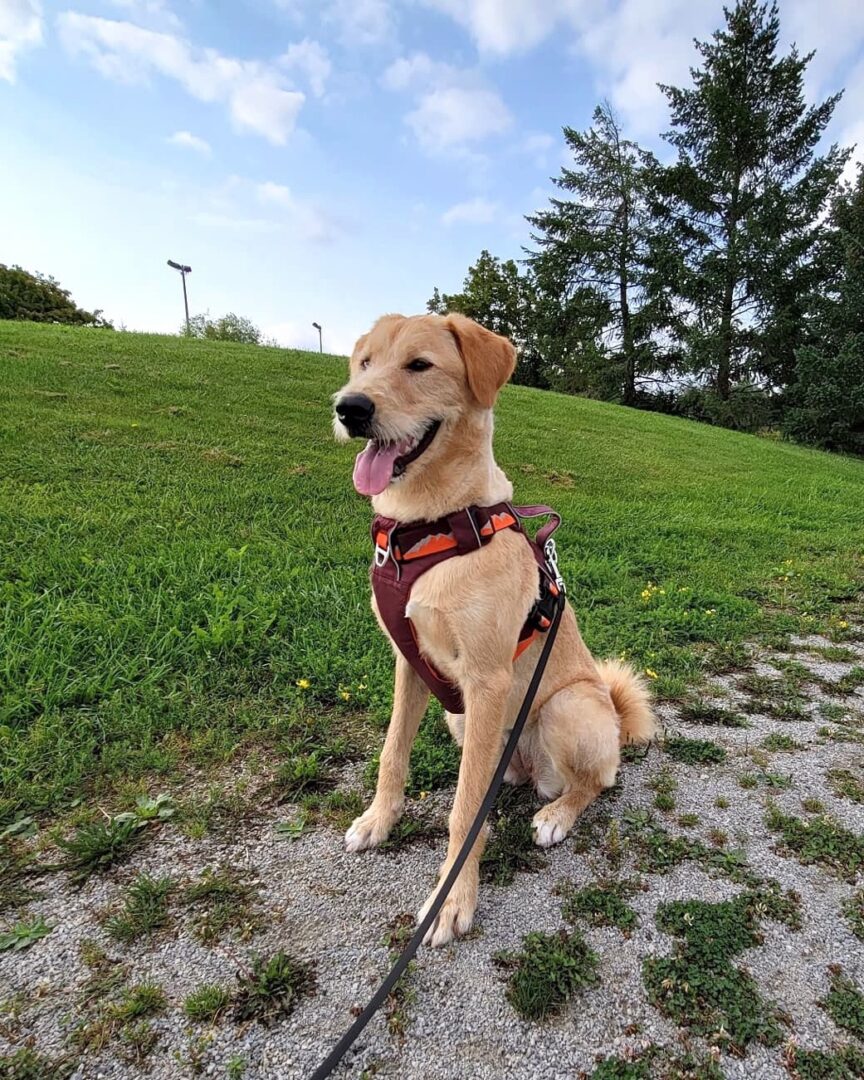 Akita Mixes: 38 Unique Akita Crossbreeds (With Pictures)