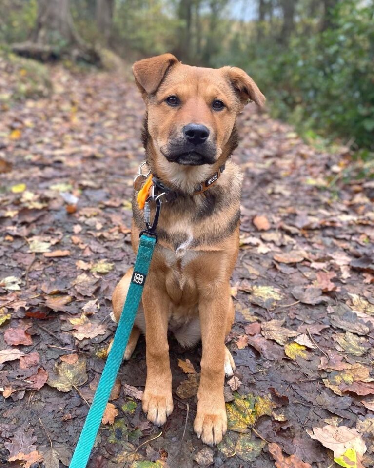 Rottweiler Mixes: 41 Best Rottie Crossbreeds (With Pictures)