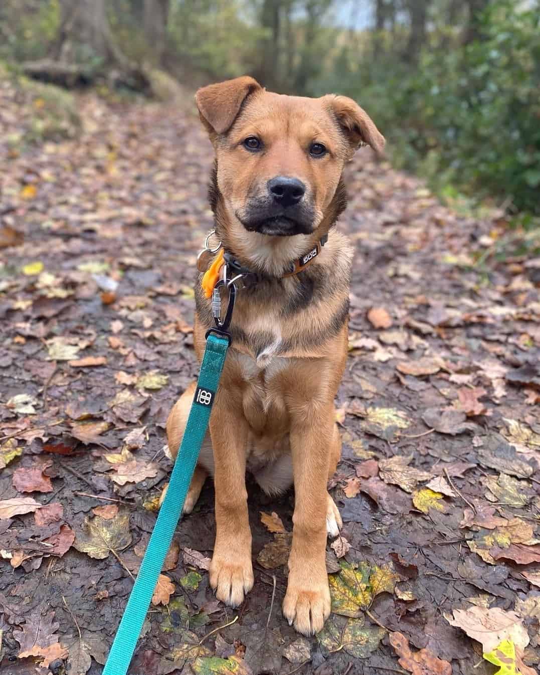 Akita Mixes: 38 Unique Akita Crossbreeds (With Pictures)