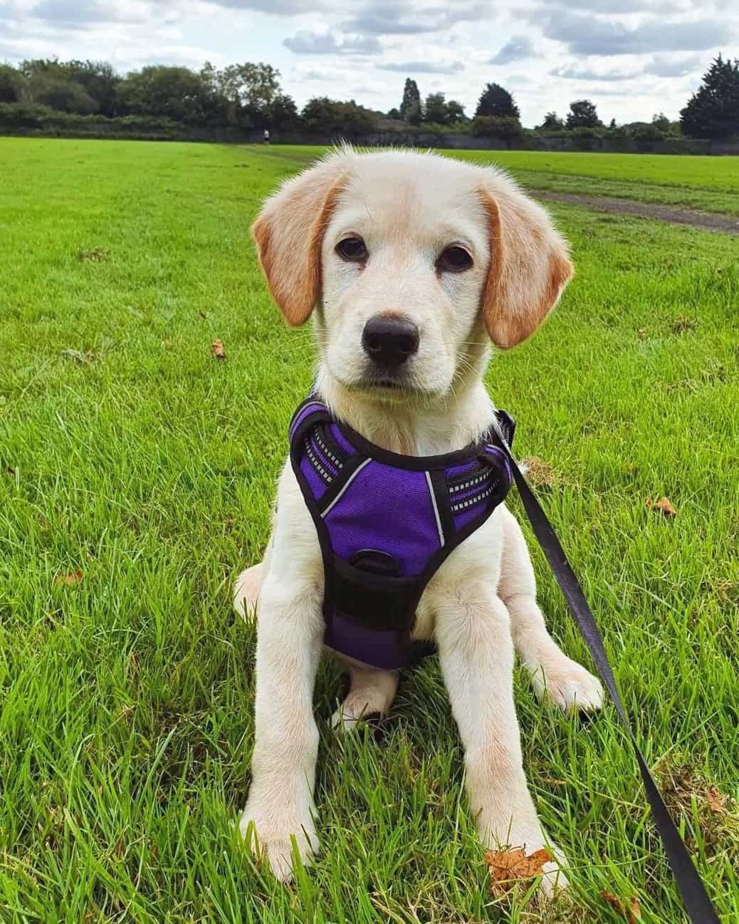 Akita Mixes: 38 Unique Akita Crossbreeds (With Pictures)